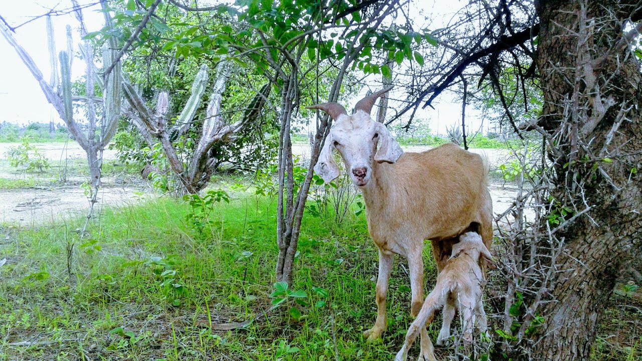 CABRA E SEU CABRITO RECÉM NASCIDO NA CAATINGA - YouTube