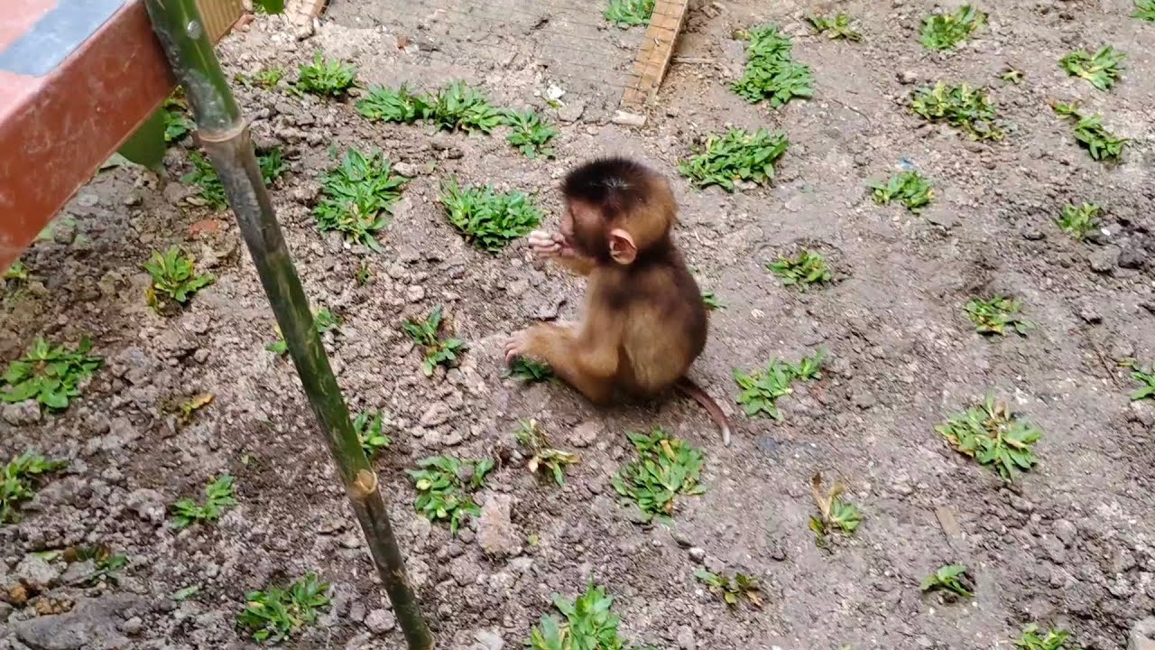 Baby monkey enjoys playing, planting green grass in the playground, to ...