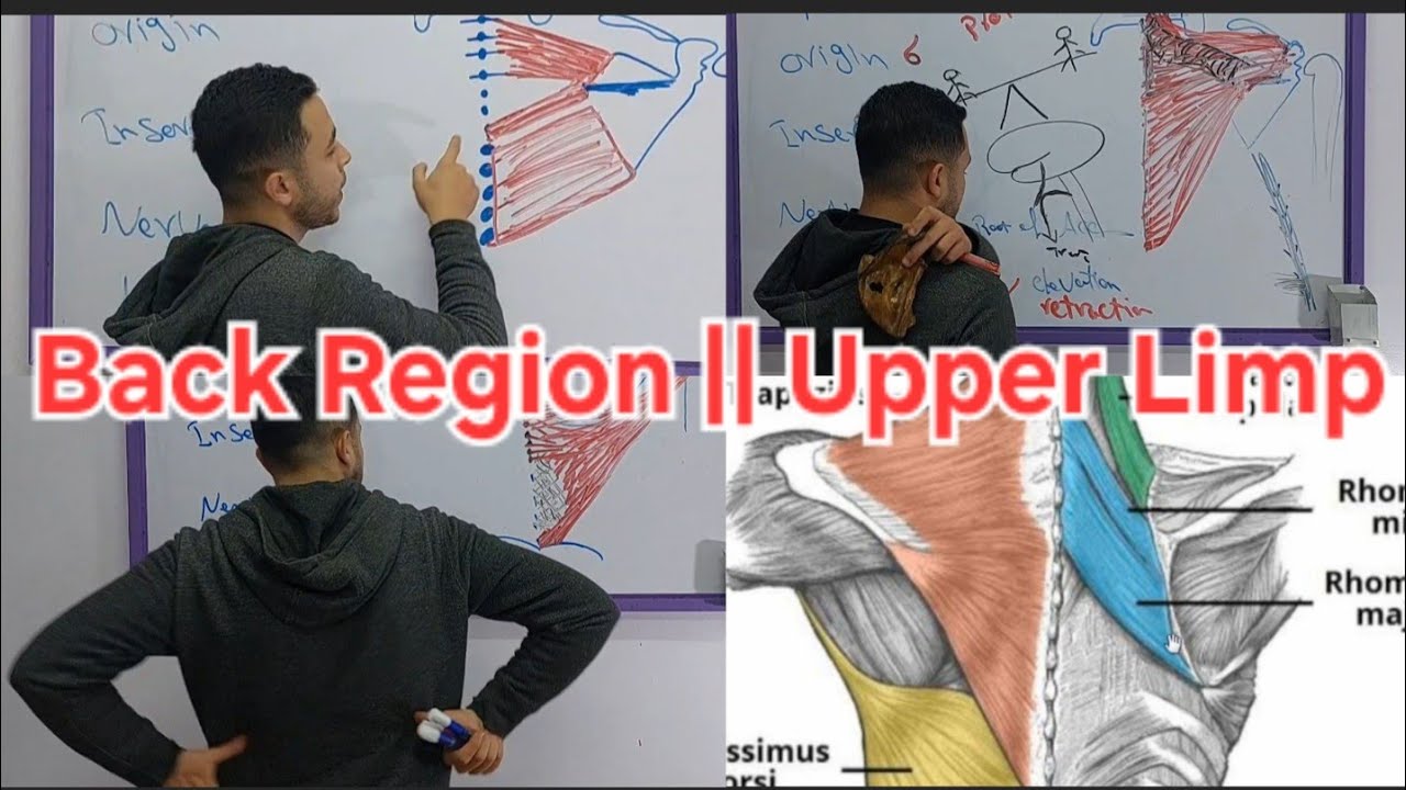 Back Region || Upper Limp - YouTube