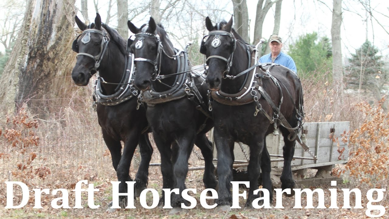 Horse Drawn Farming at Riceland Meadows Farm - YouTube