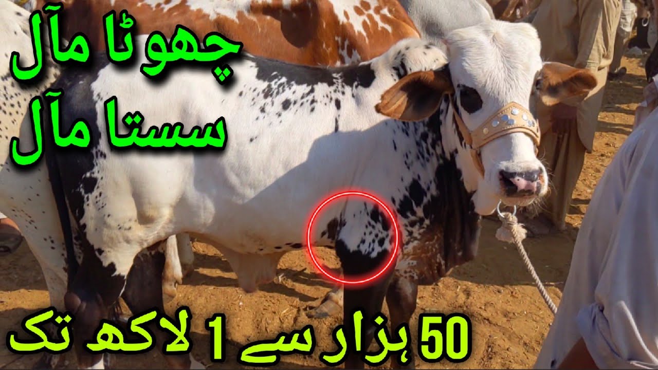 50K Sai 1Lakh Tk Ka Maal | Malir Mandi Latest Update Karachi | Cow ...