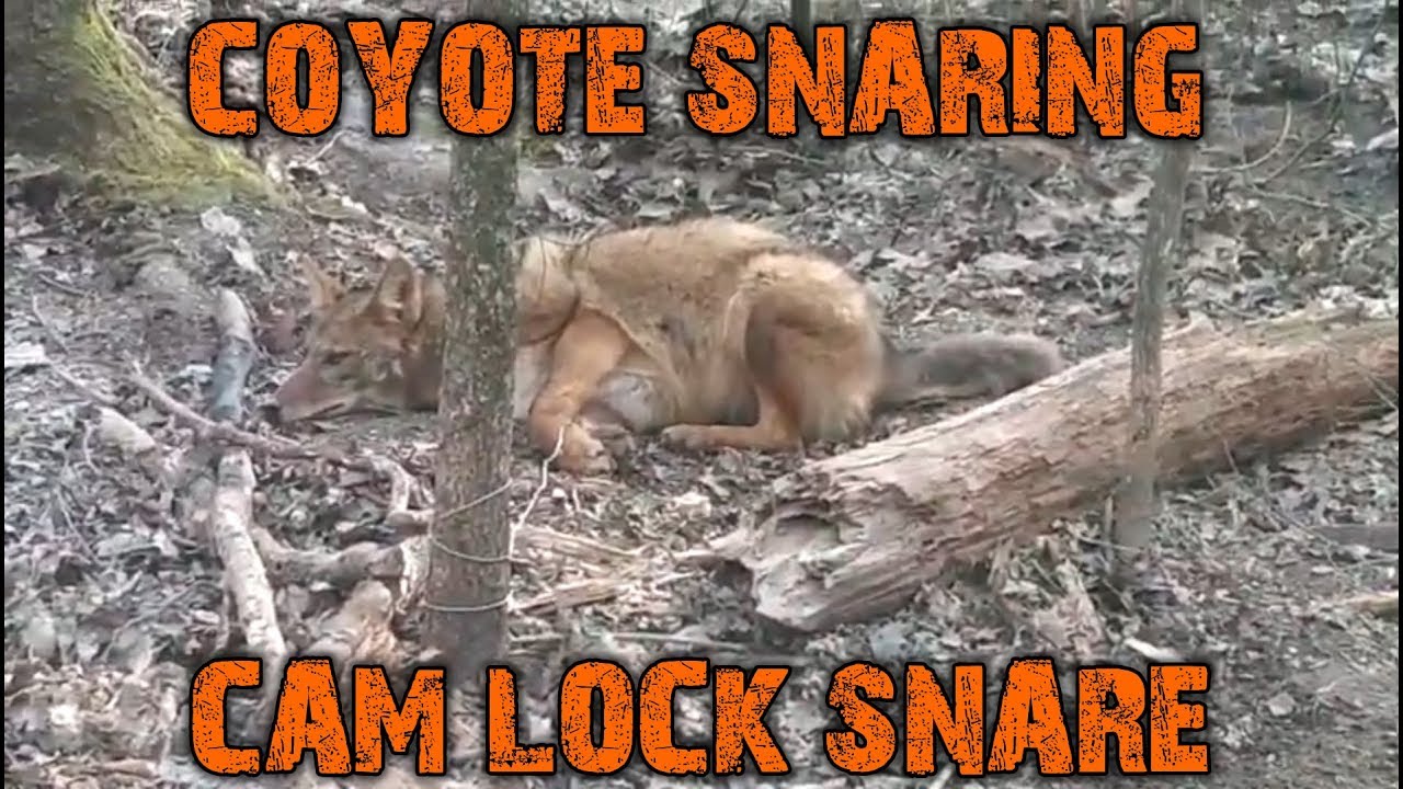 COYOTE SNARING WITH THE CAM LOCK SNARE - SNARE TRAP SURVIVE - YouTube