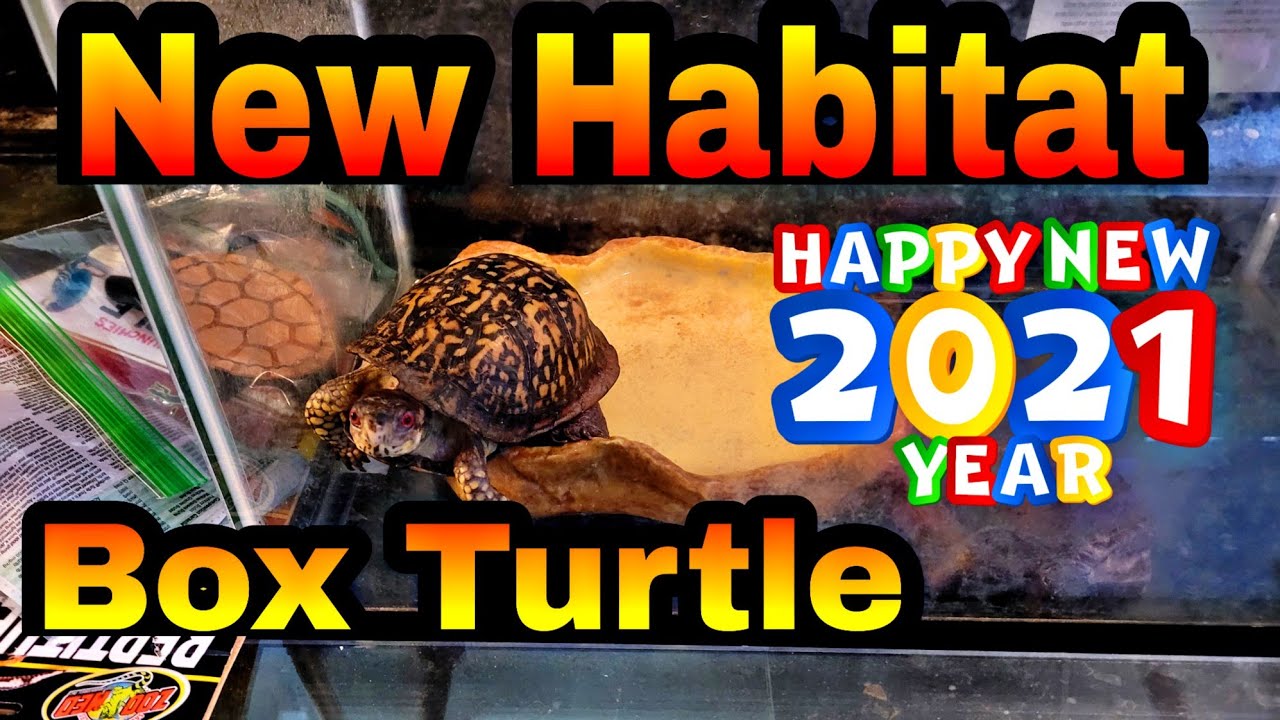 New Home for Box Turtle at the OHIO FISH RESCUE :) - YouTube