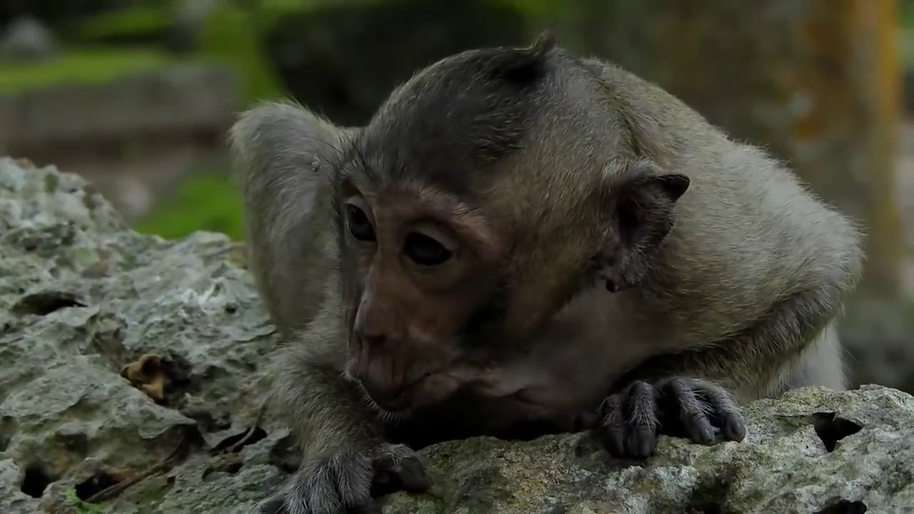 Baby Monkey Cry Seizures, Cry Seizure Sweat Pea No One Care, Monkey ...