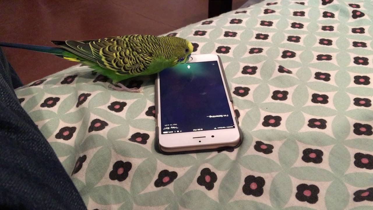 Talking bird activates Siri on the iPhone by saying "Hey Siri" - YouTube