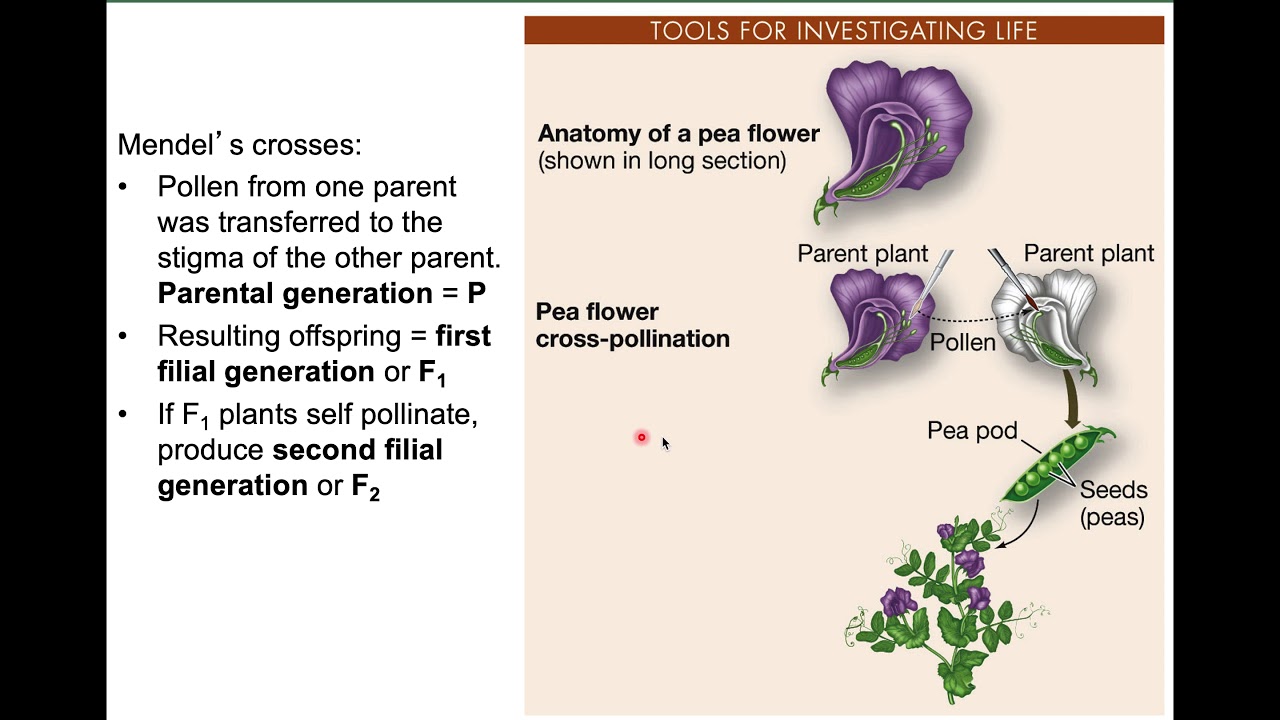 POBI Chapter 12 (Part 1) - YouTube