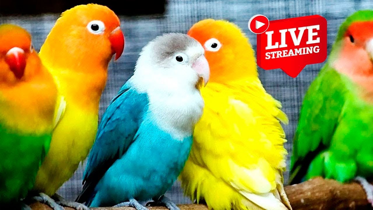 LIVE: bird live stream for cats | love birds sounds | Lovebird Singing ...