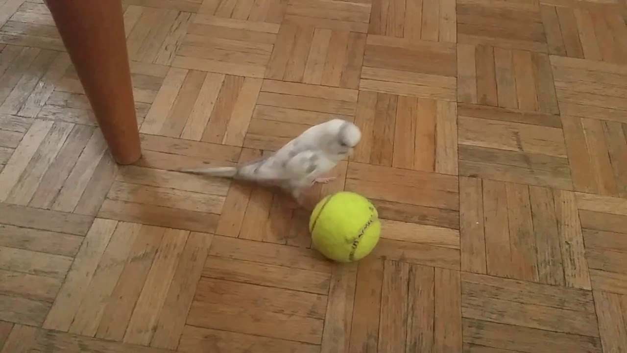 Funny Budgie - YouTube