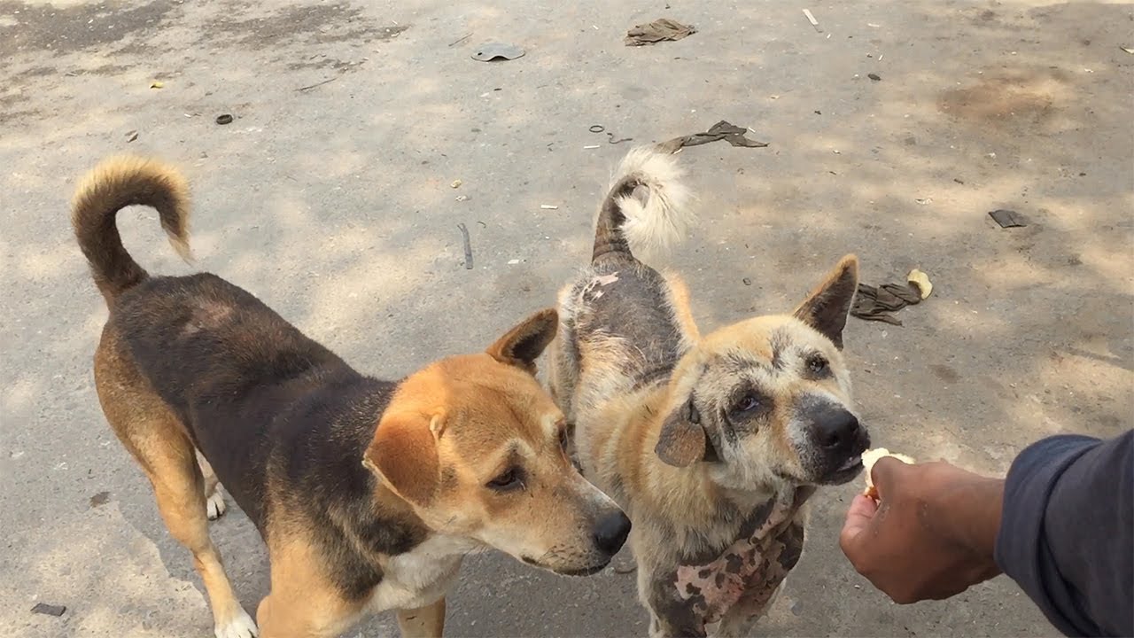 The food supply of street dogs in Bangladesh| helping the helpless ...