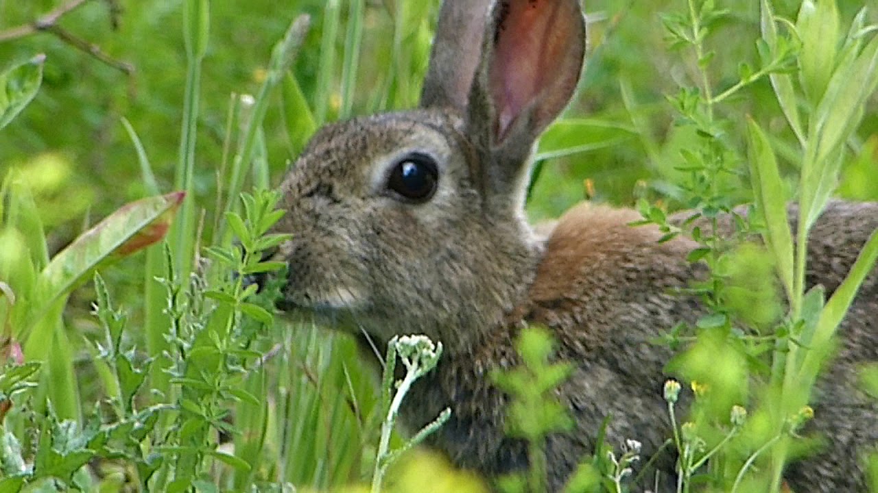 Cute wild rabbit - YouTube