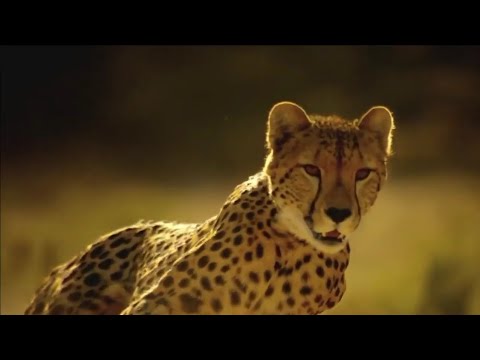 💕💔💖🔥leapard race and screen f s status video🔥🔥