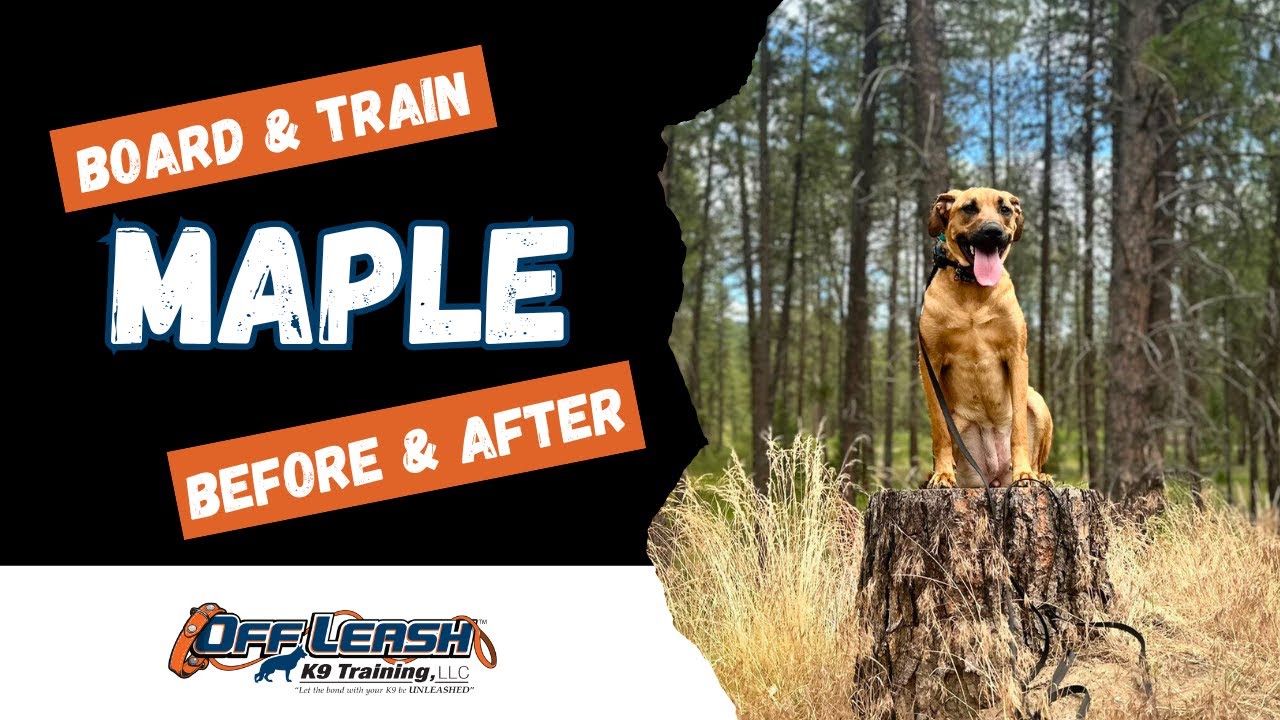 Shepherd Mix, 1 y/o, “Maple” | Incredible Dog Obedience Training ...