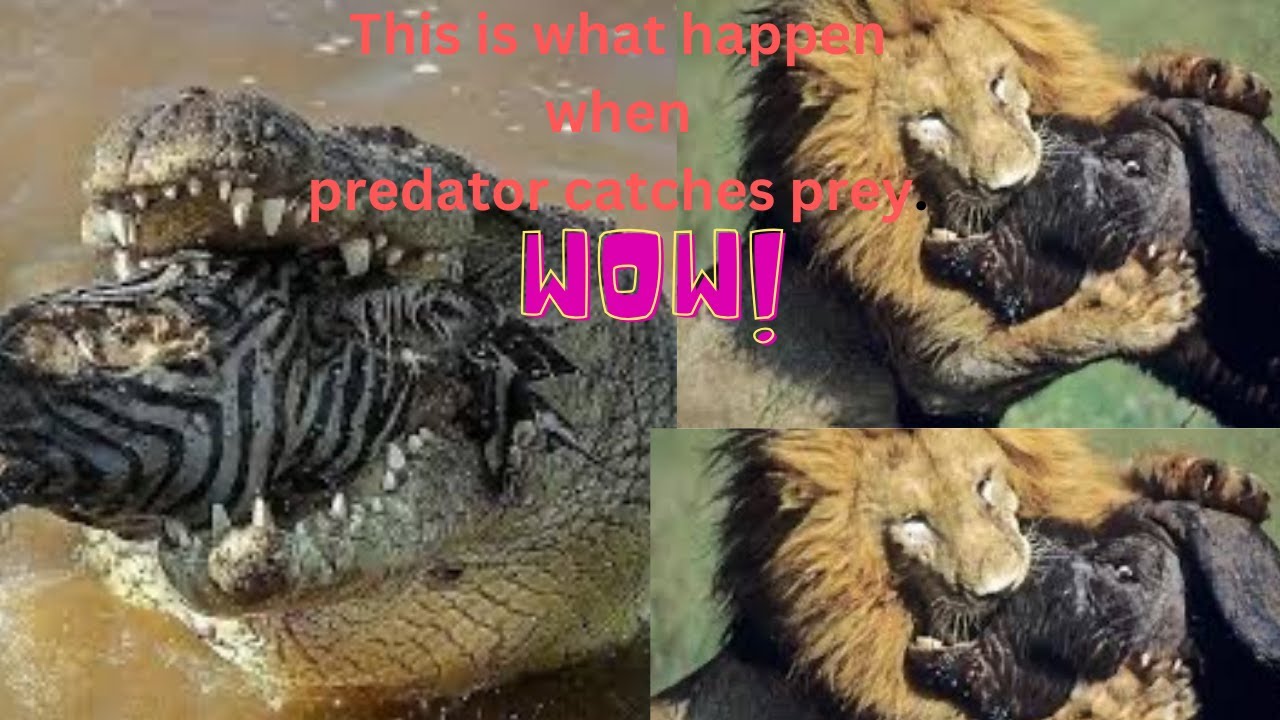 This is what happen when predator catches prey in the jungle.!A MUST ...