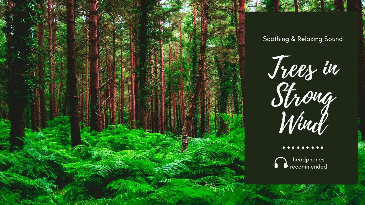 Wind Blowing Over Trees - 45 mins Wind Sounds for Sleep & Relaxation ...