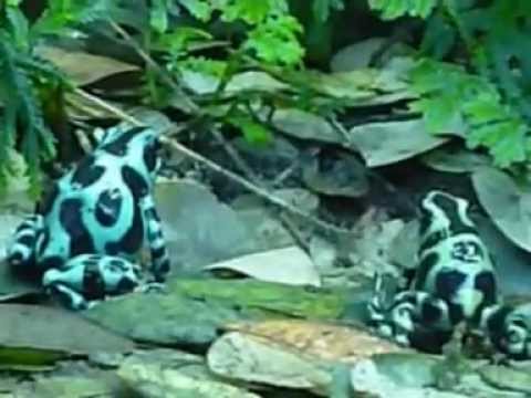 Cómo es el amor seductor entre sapos y sapas. OH SÍ NENA.