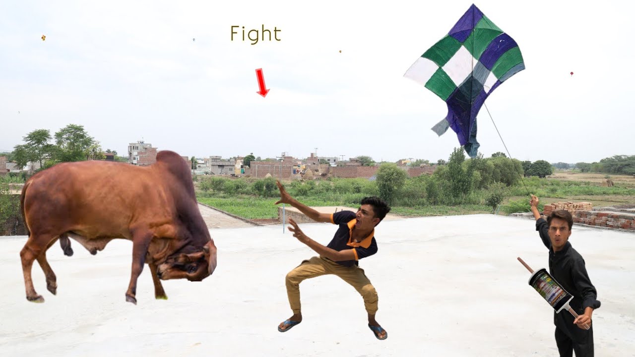 Kite Fight & Eid Cow Very Engry - YouTube