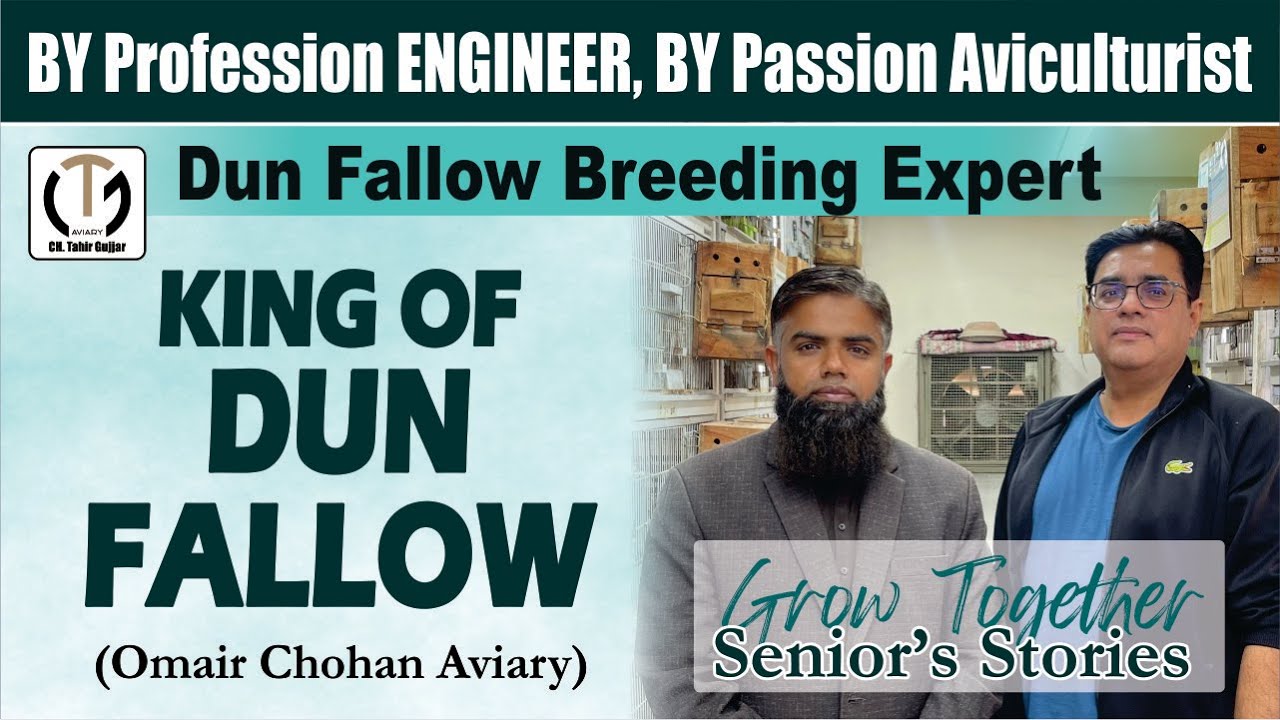 Master Of Dun Fallow Breeding( Umair Chohan sb) | Prices Of Dun Fallow ...