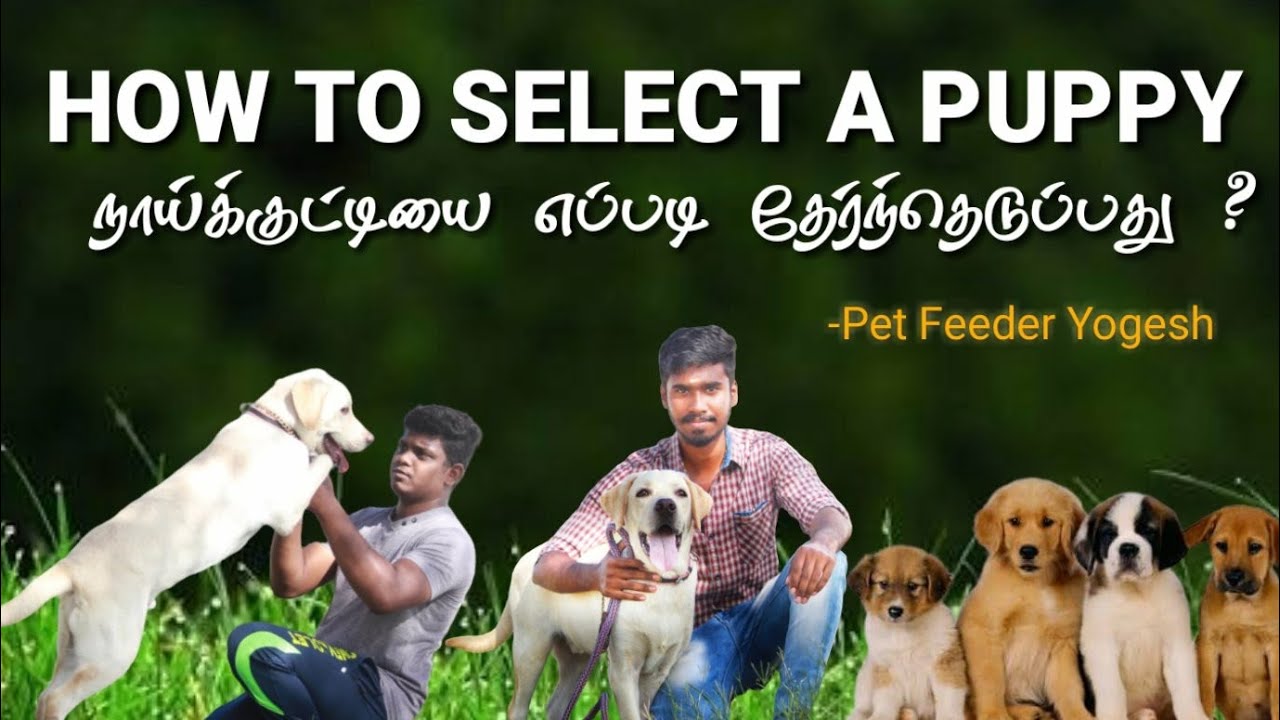 How do I choose a puppy? How to select a puppy - YouTube