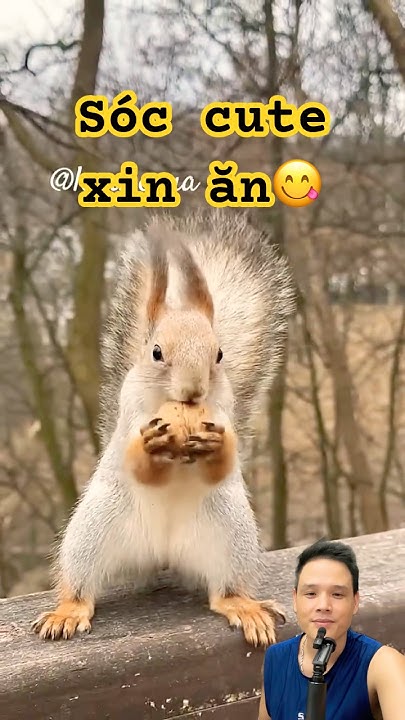 chú sóc xám cute xin ăn 🤭 #soc #camping #phuot - YouTube