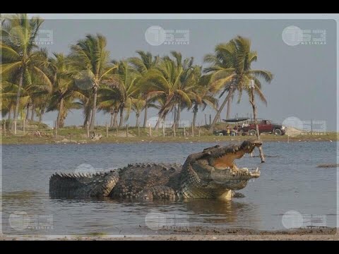 Un COCODRILO se comió a un.../ Playa Eréndira, Michoacán, México - YouTube