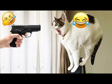 You Laugh You Lose😹Funniest Dogs and Cats 2024😻🐶