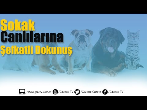 #adana #istanbul #ankara  #hayvanlar # hayvanlarıkorumaderneği |Sokak canlılarına şefkatli dokunuş