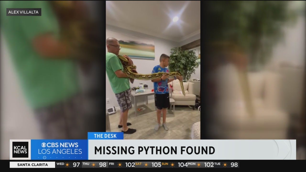 Big Mama, the 15-foot python, found safe - YouTube