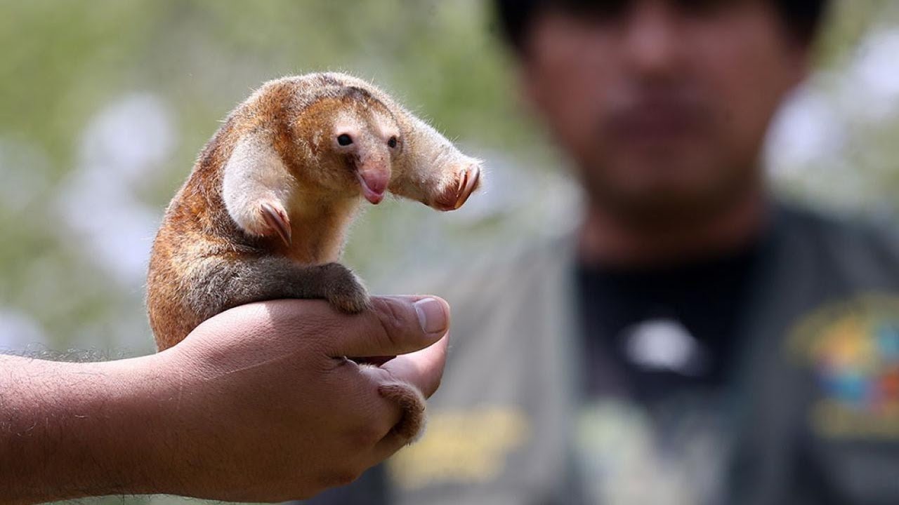 10 Animales Más Extraños del Mundo - YouTube