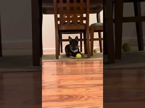 Ball snatcher Pt.2 - YouTube