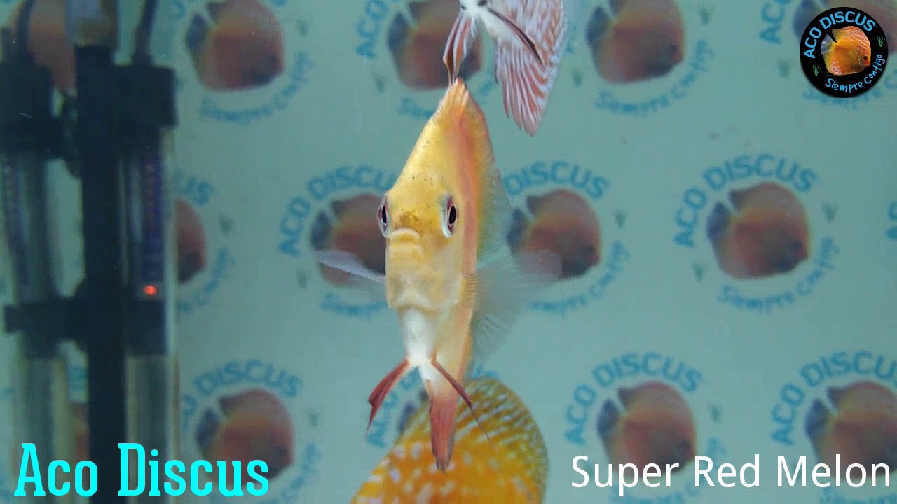 #Discus #Super_Red_Melon #AcoDiscus #Disponible - YouTube