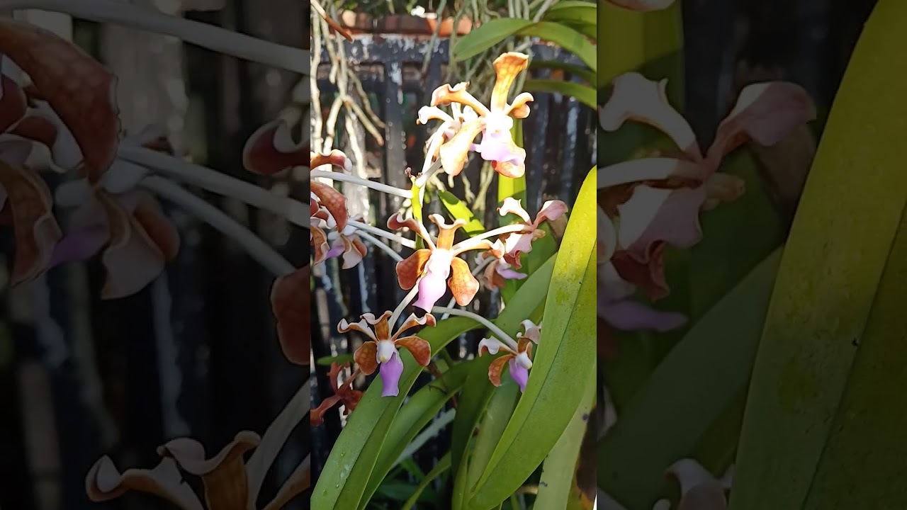 Vanda Limbata - YouTube