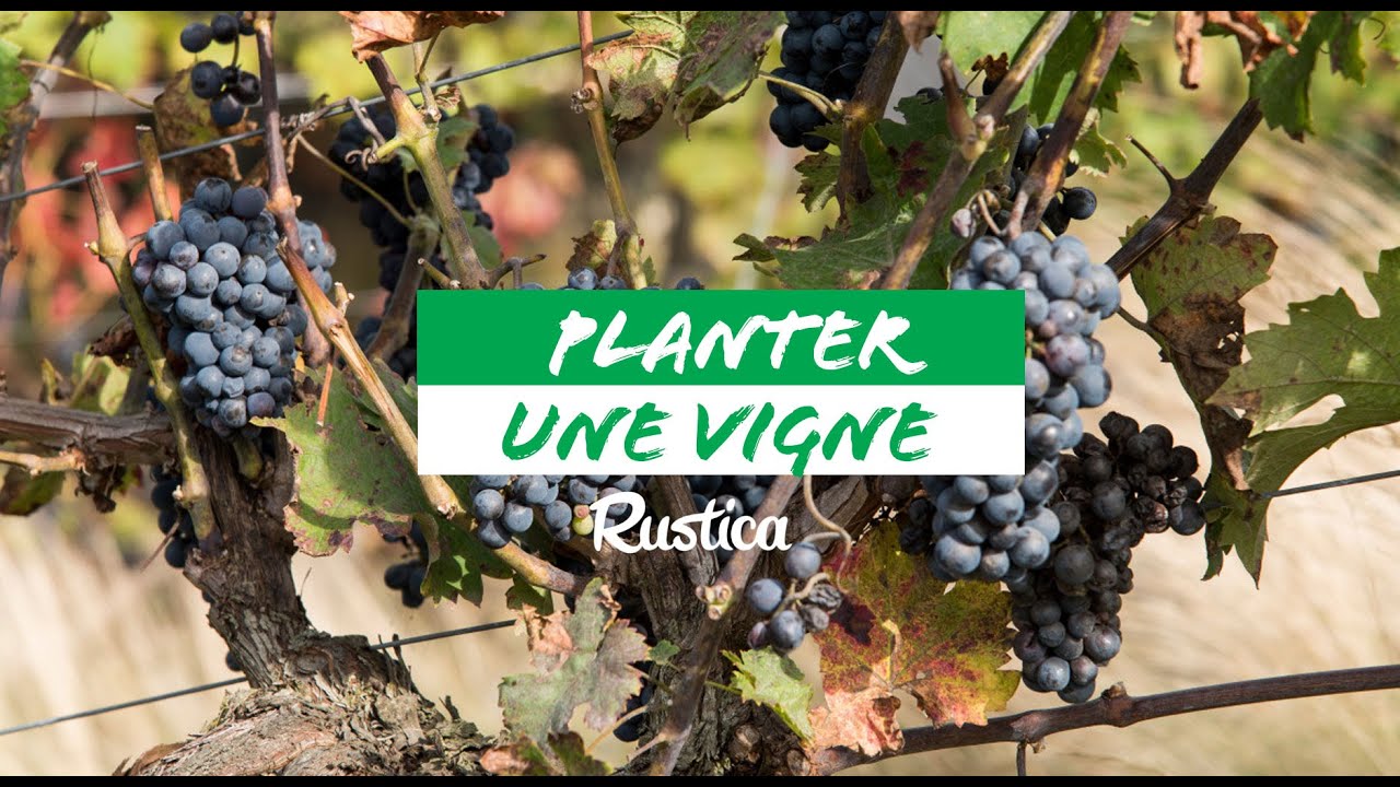 Comment réussir la plantation d’une vigne ? - YouTube
