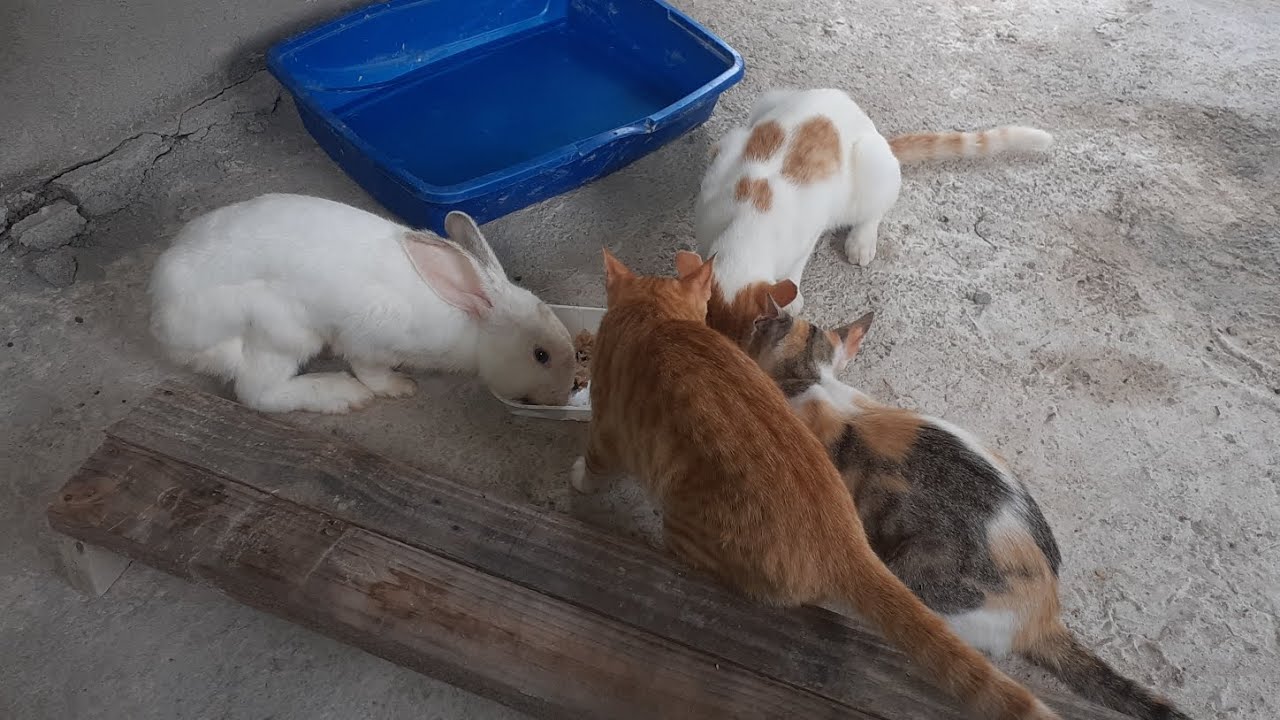 Cute Cats Shares With Rabbit! | Cat Video | Cute Cats | Cute Pets | Pet ...