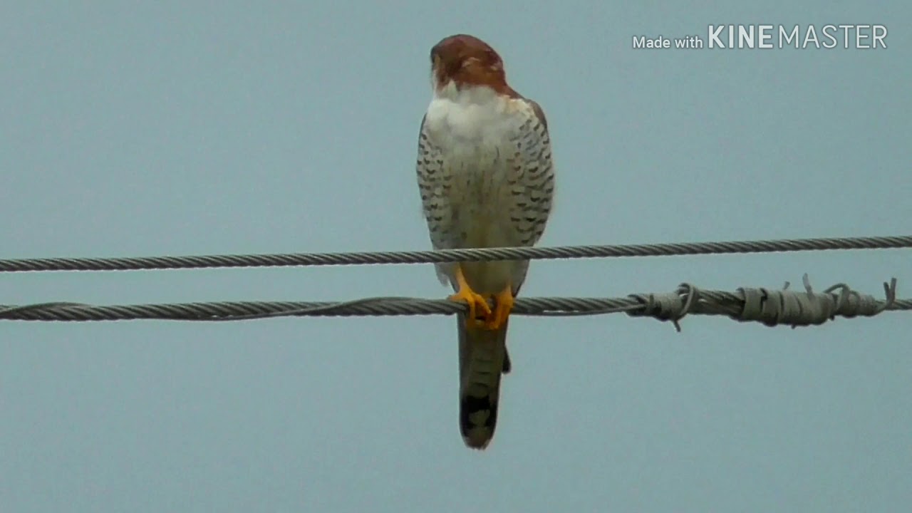 Red necked Falcon | | indian Birds Videos - YouTube
