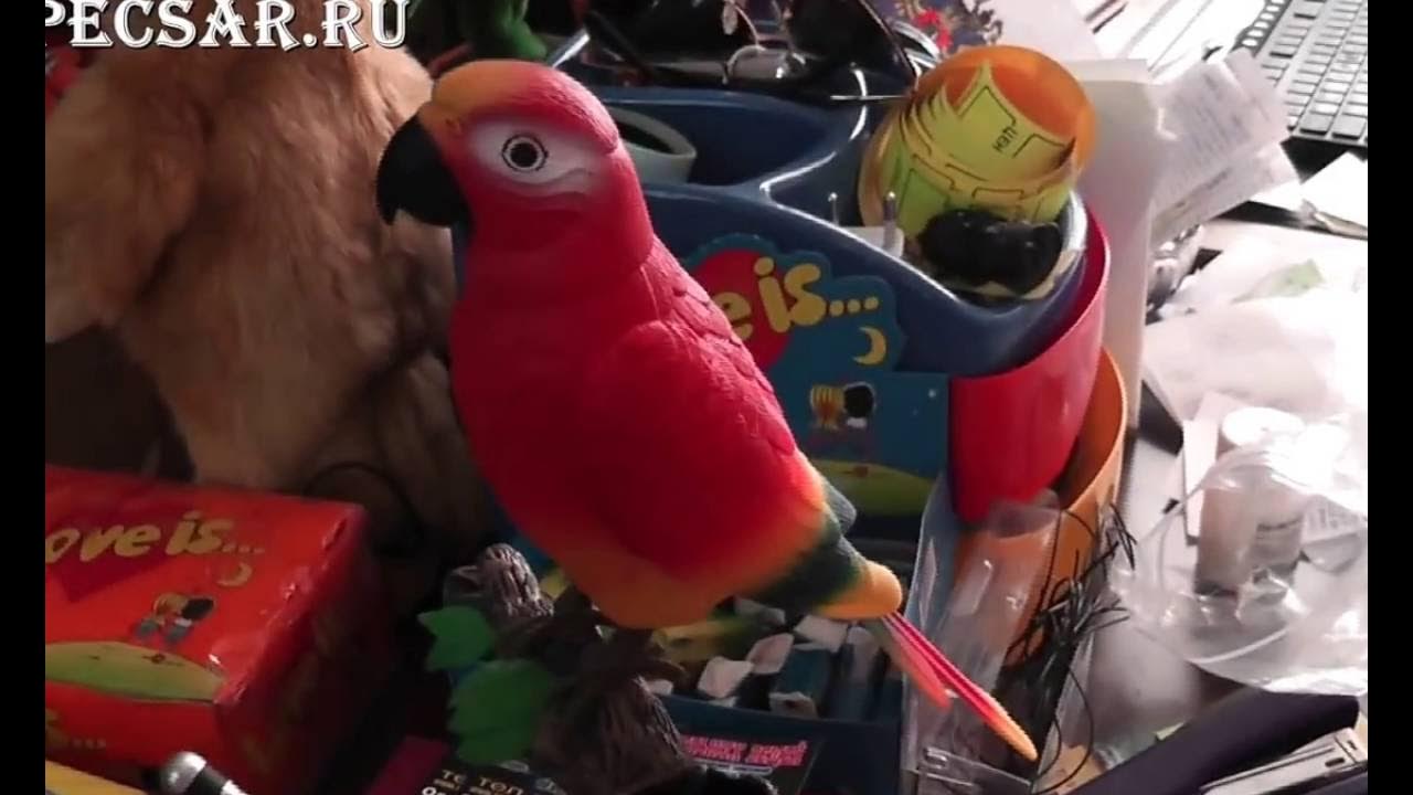 Игрушка попугай подставка под ручки повторюшка - YouTube