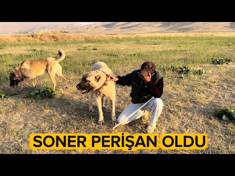 BERAZ KARABAŞI GÖRDÜ TOZU DUMANA KATTI. KARDEŞLER BİR ARAYA GELİNCE DURDURULAMIYOR