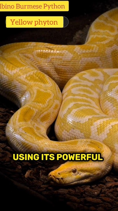 Albino Burmese Python: Fascinating Facts About This Giant Yellow Snake ...