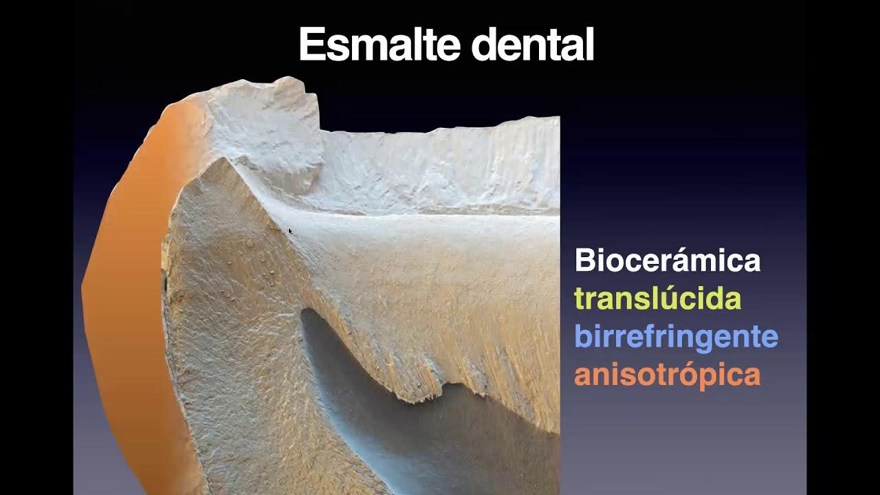 Histología del Esmalte Parte 1 - YouTube