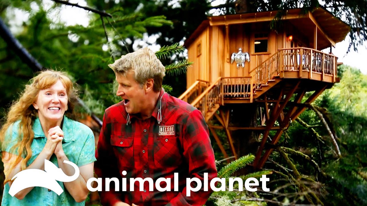 The Craziest Treehouses of SEASON 4! | Treehouse Masters | Animal ...