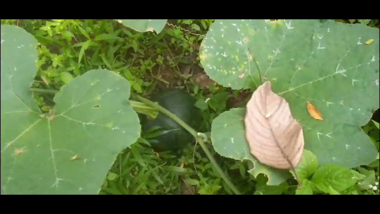 DEMPLOT P2L POKRAN CIRAHONG - YouTube