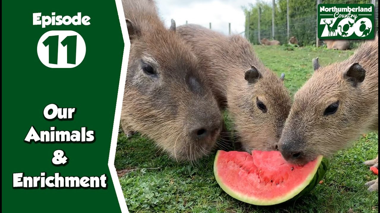 Animal Enrichment At Northumberland Zoo How To Make Your OWN Food animal-enrichment-at-northumberland-zoo-how-to-make-your-own-food