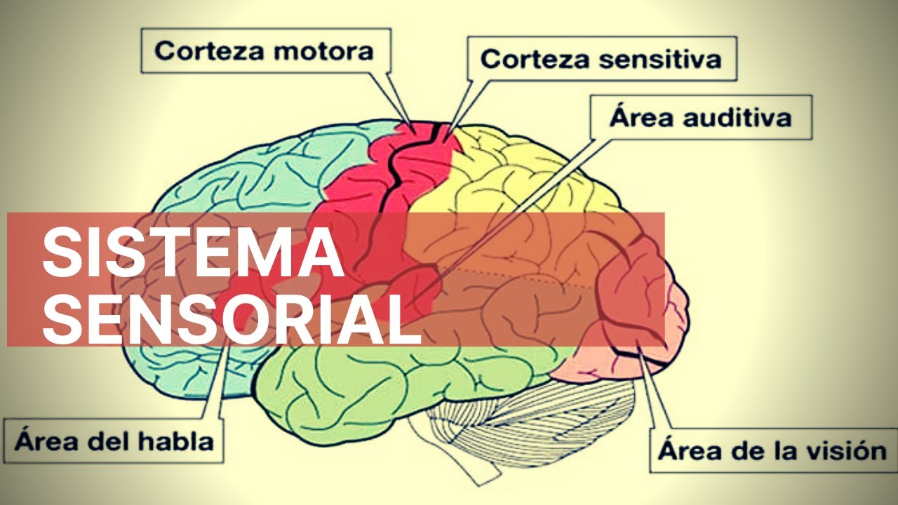 Sistema sensorial - YouTube