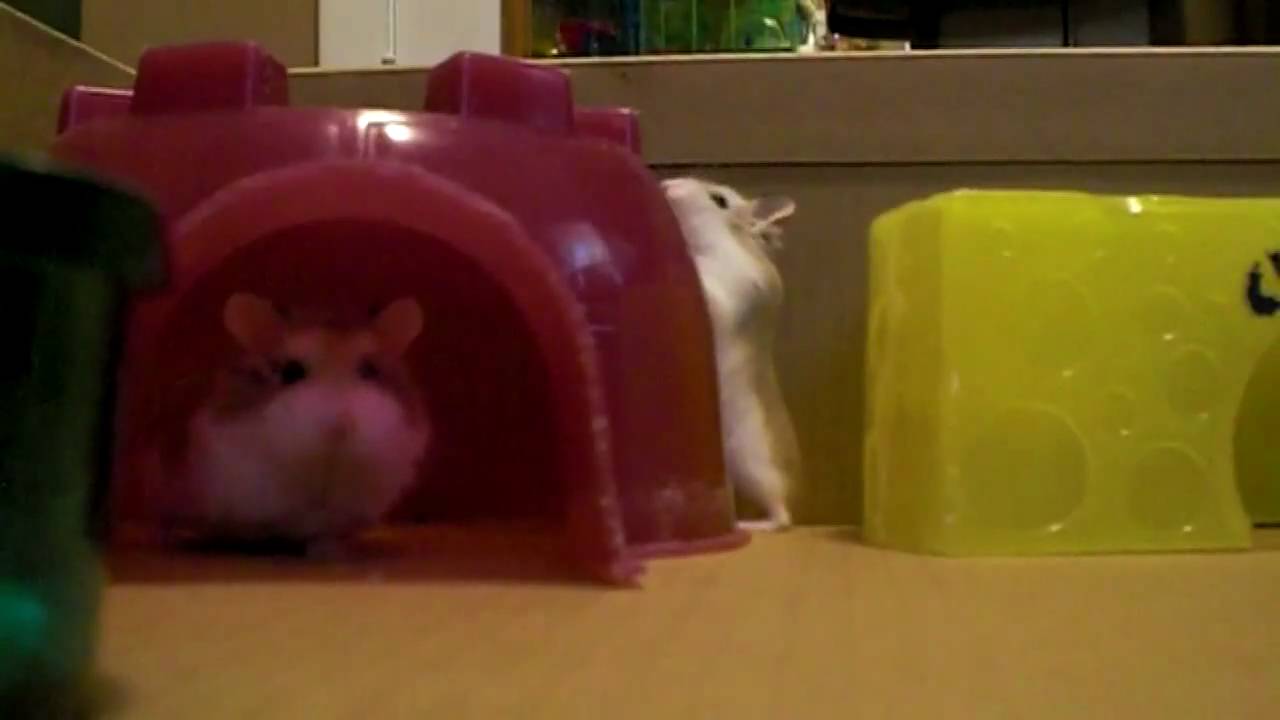 Cute Roborovski Hamsters Playing - YouTube