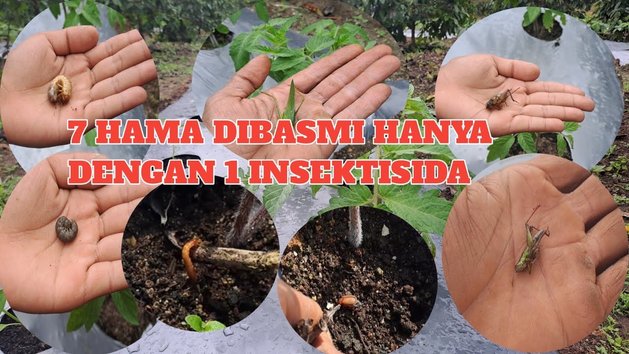 Part 11.Tuntaass....cara membasmi hama ulat tanah pd tanaman tomat ...