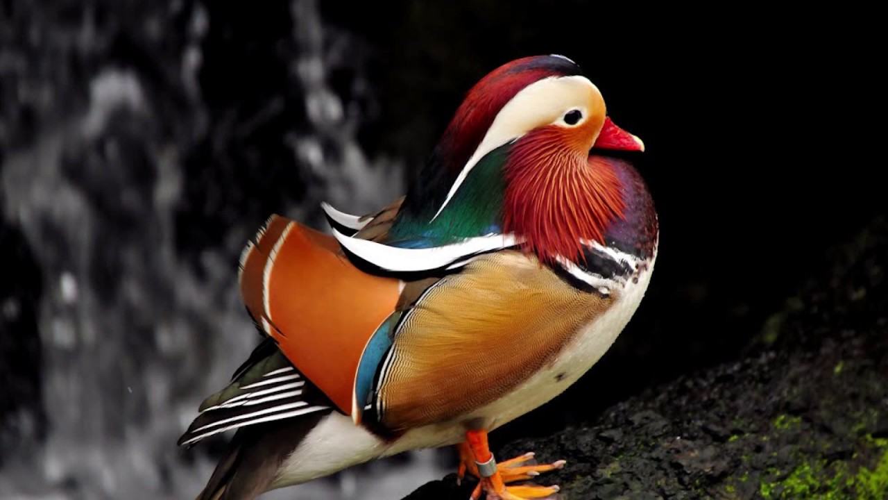 Most Unique beautiful bird (MANDARIN BIRD) in the world - YouTube