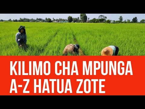 KILIMO CHA MPUNGA - HATUA MUHIMU ZA AWALI SHAMBANI - YouTube
