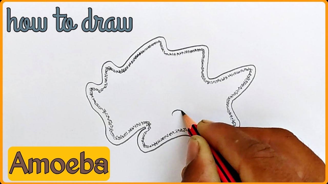 How to draw the diagram of amoeba, - YouTube