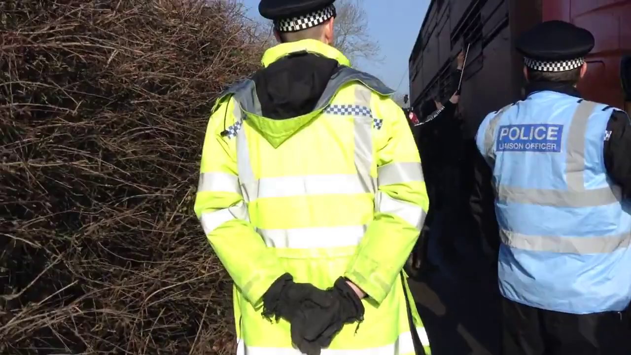 Essex Pig Save Feb 13th 2017 Cheale Meats #2 - YouTube