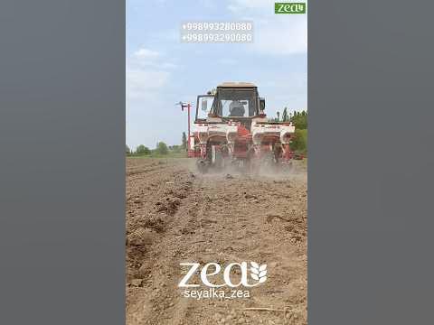 Маккажўхори уруғлари сотувда бор. Силос ва дон учун #маккажухори # ...