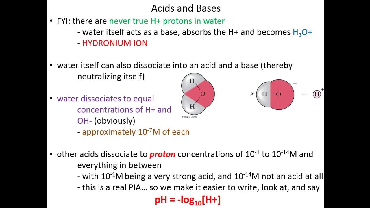 Lecture 1C - Water - Acids and Bases - YouTube